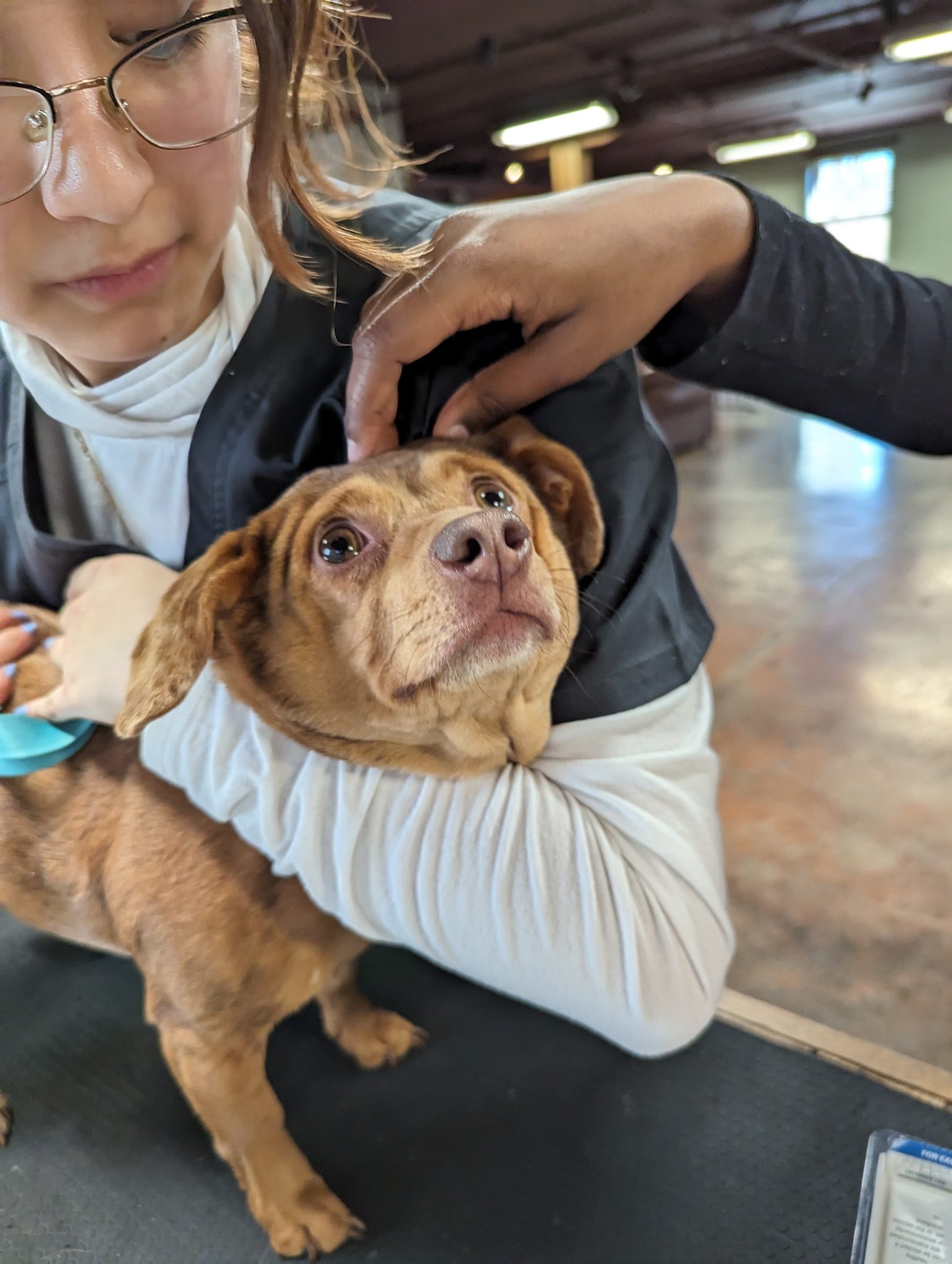 Blog – Pets4Life Louisville